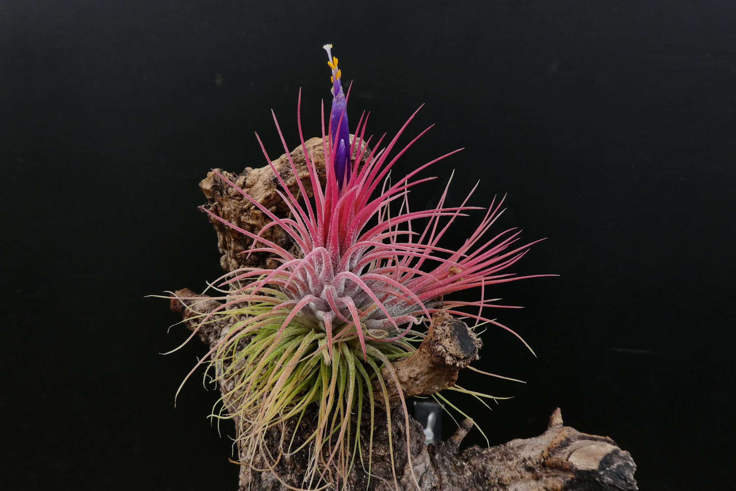 Tillandsia ionantha ‚stricta‘ | holm-orchideen.de
