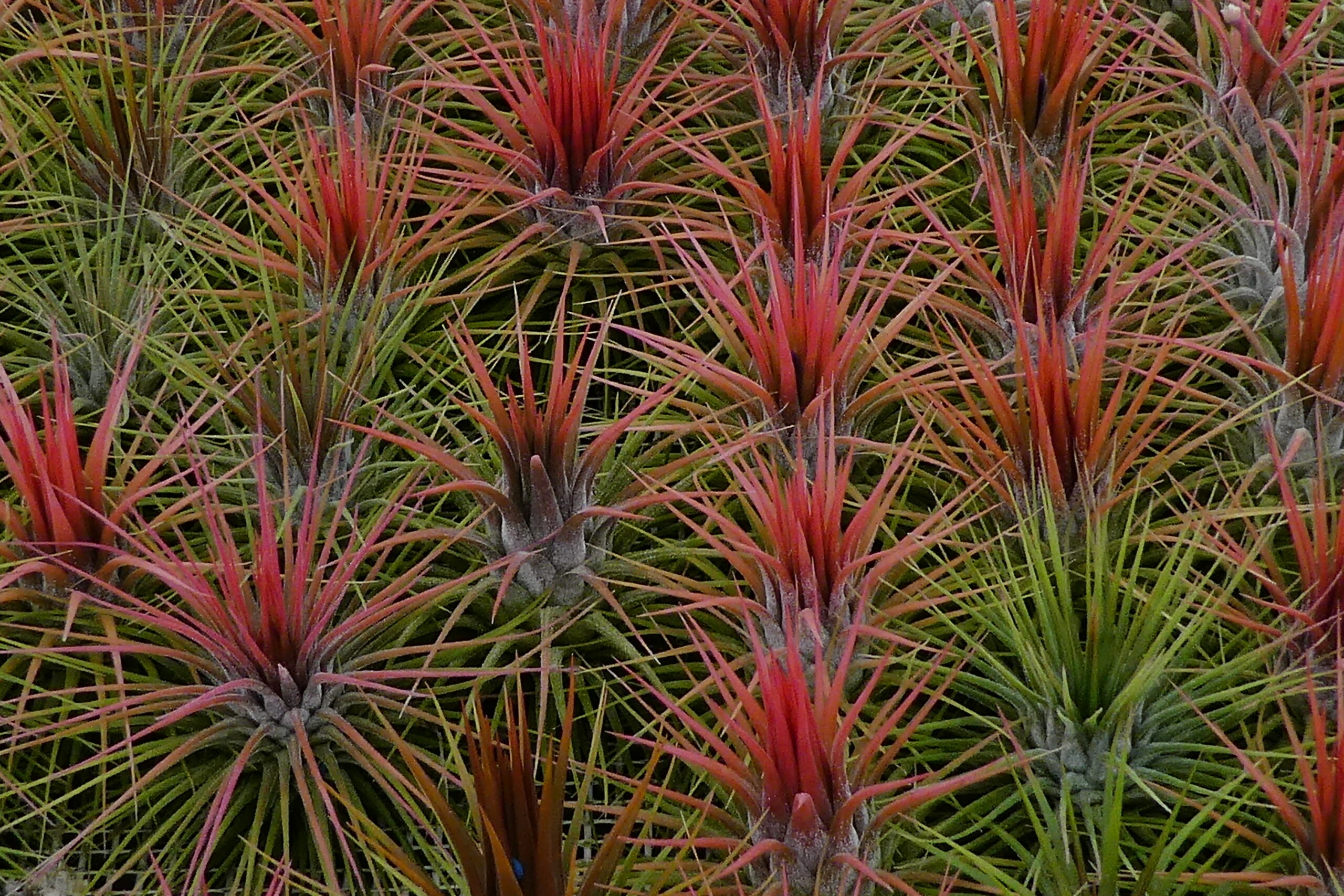 Tillandsia ionantha ‚stricta‘ | holm-orchideen.de