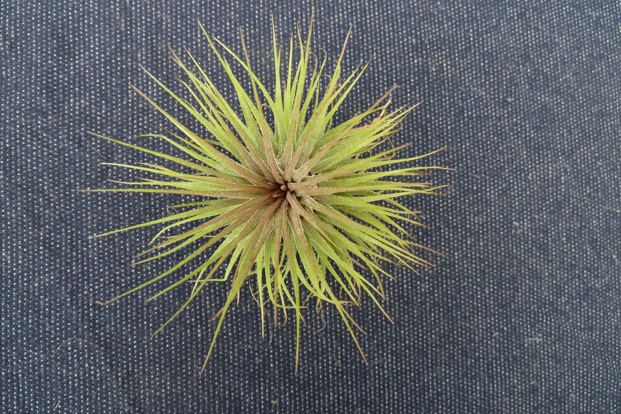 Tillandsia ionantha ‚stricta‘ | holm-orchideen.de