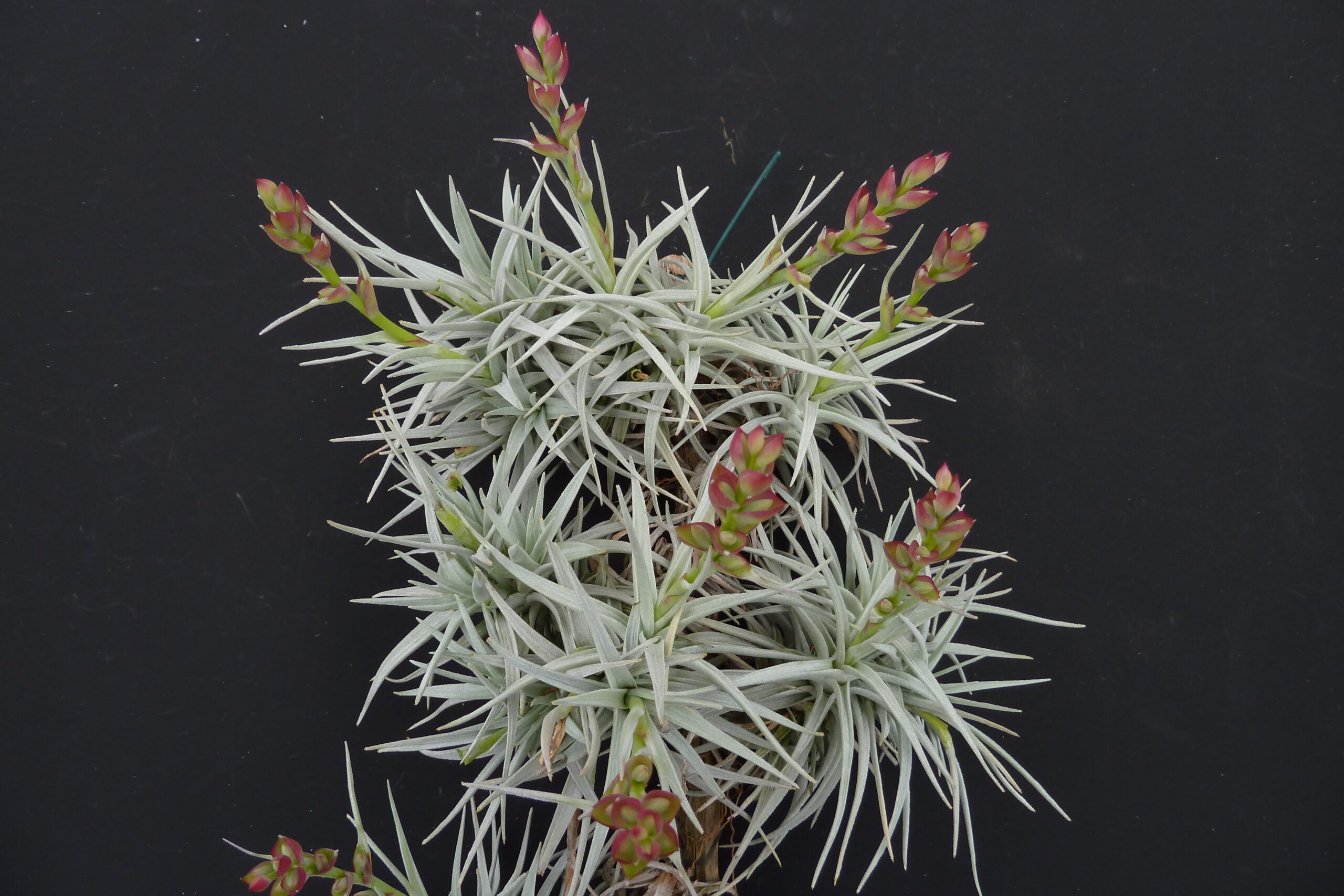 Tillandsia stricta var. albifolia | holm-orchideen.de