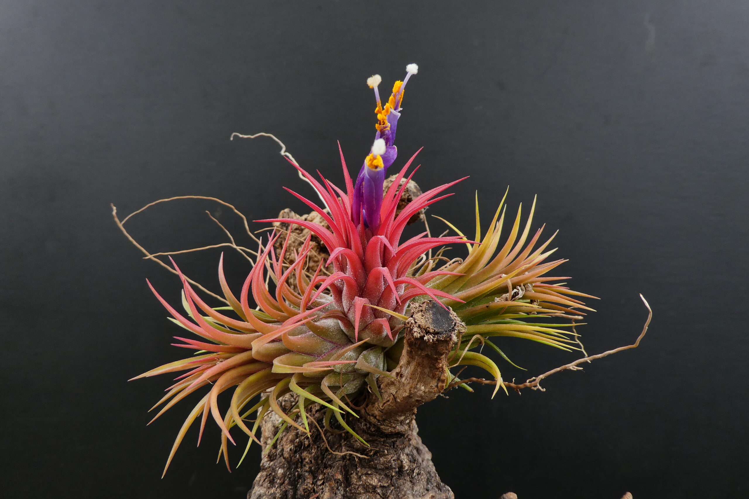 Tillandsia ionantha ‚stricta‘ „Red Wine“ | holm-orchideen.de