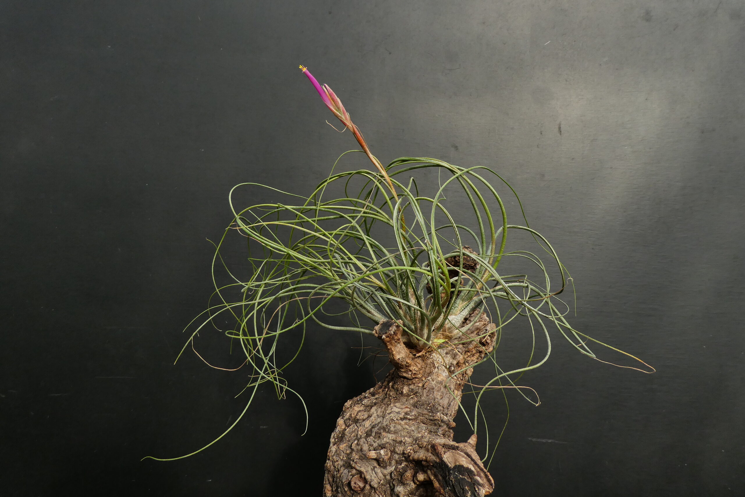 Tillandsia butzii ‚roseiflora‘ | holm-orchideen.de