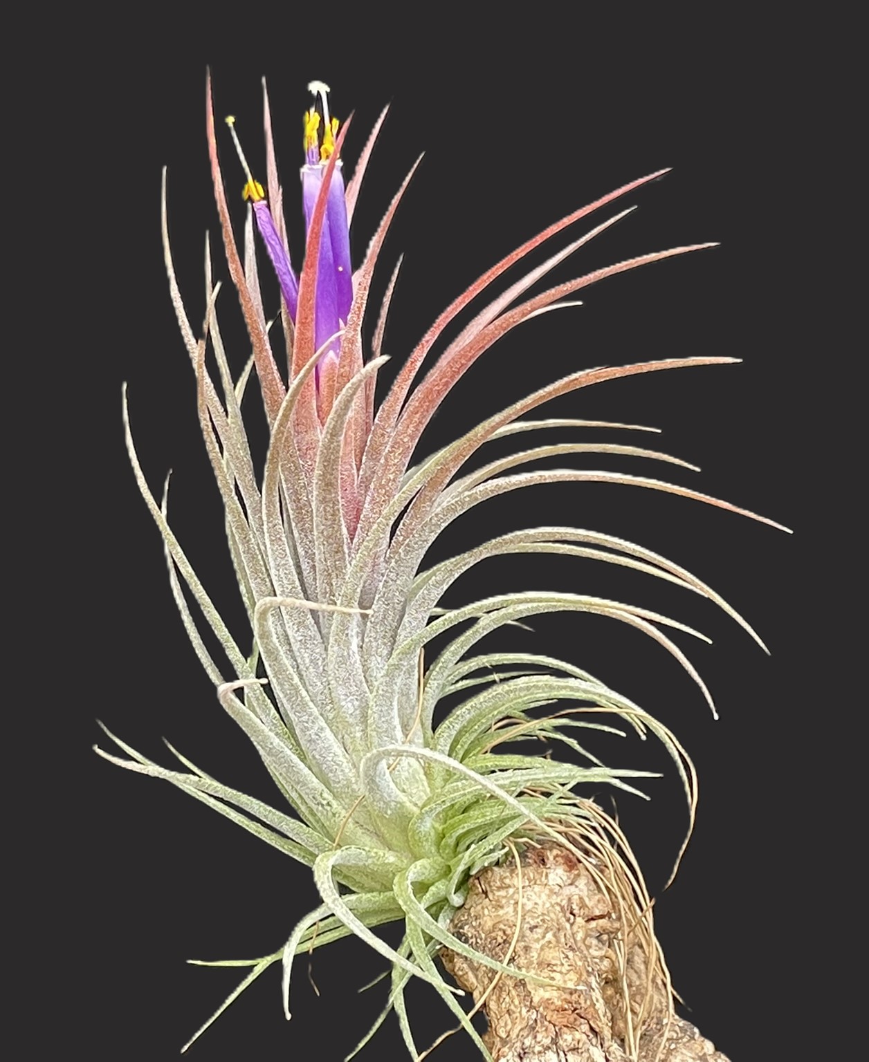 Tillandsia ionantha-Hybride (lang) x ionantha ‚stricta‘ | holm-orchideen.de