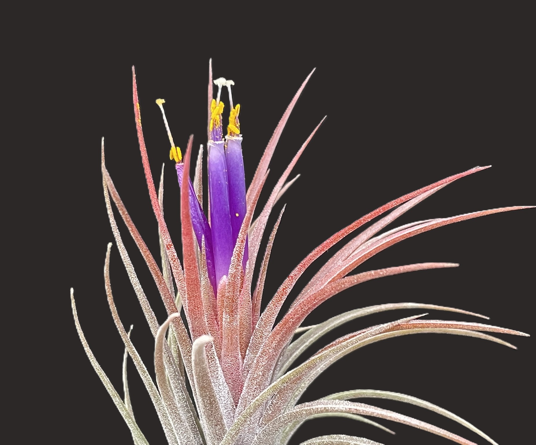 Tillandsia ionantha-Hybride (lang) x ionantha ‚stricta‘ | holm-orchideen.de