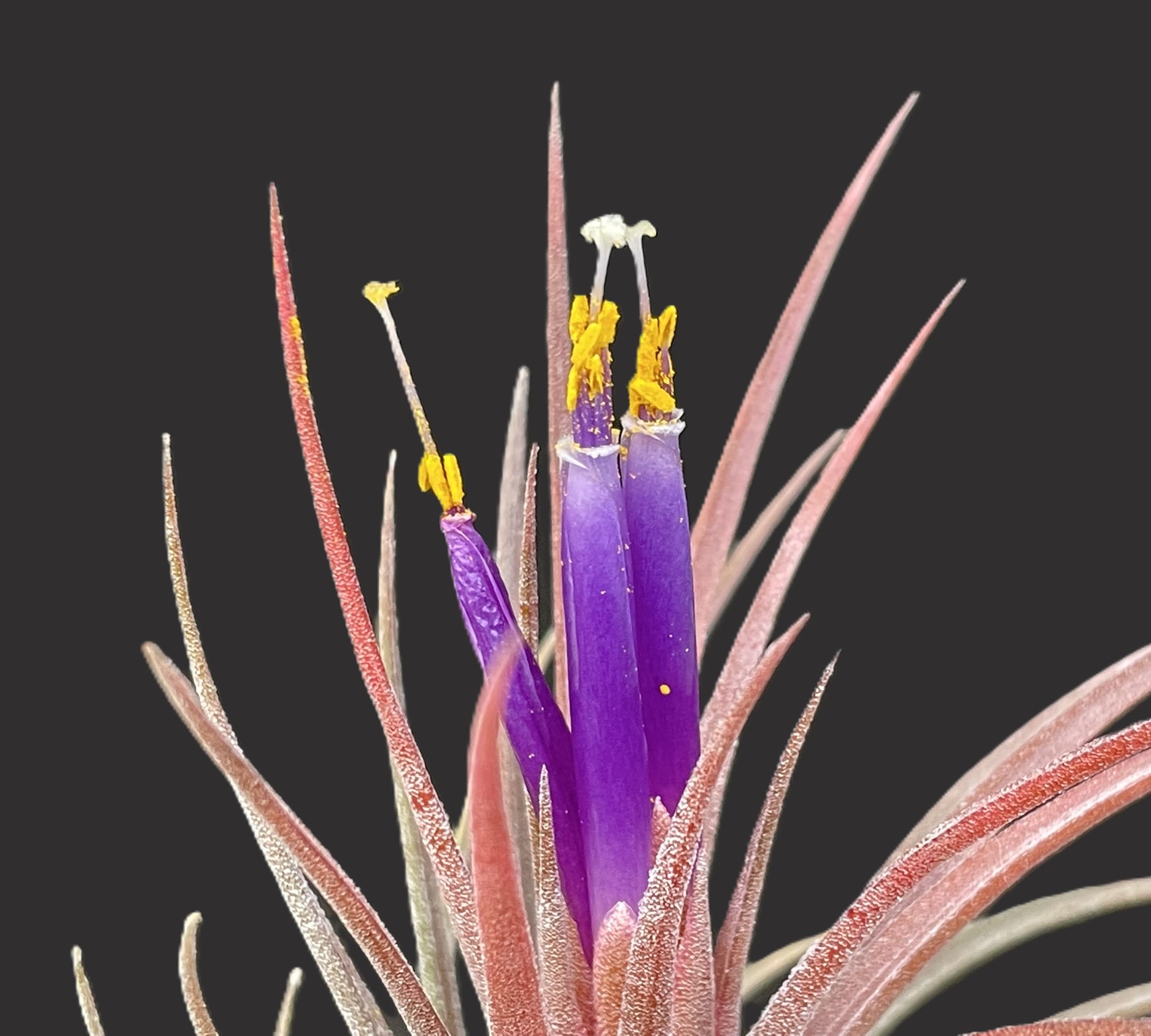 Tillandsia ionantha-Hybride (lang) x ionantha ‚stricta‘ | holm-orchideen.de
