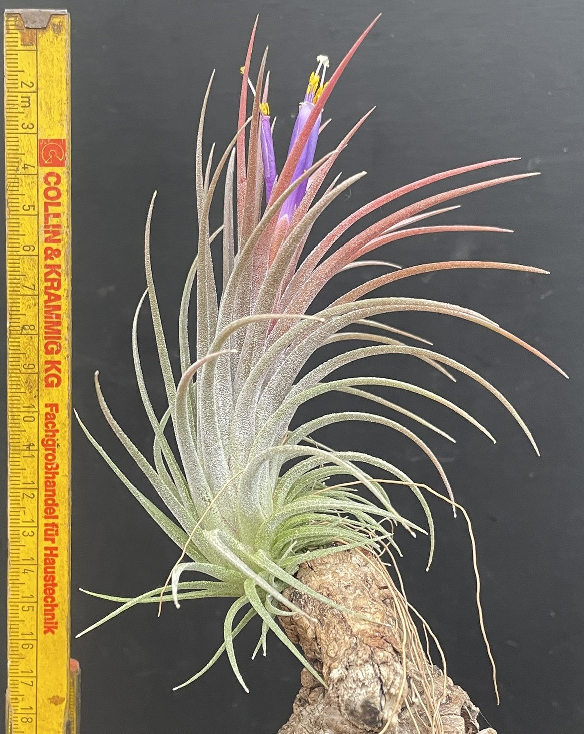 Tillandsia ionantha-Hybride (lang) x ionantha ‚stricta‘ | holm-orchideen.de